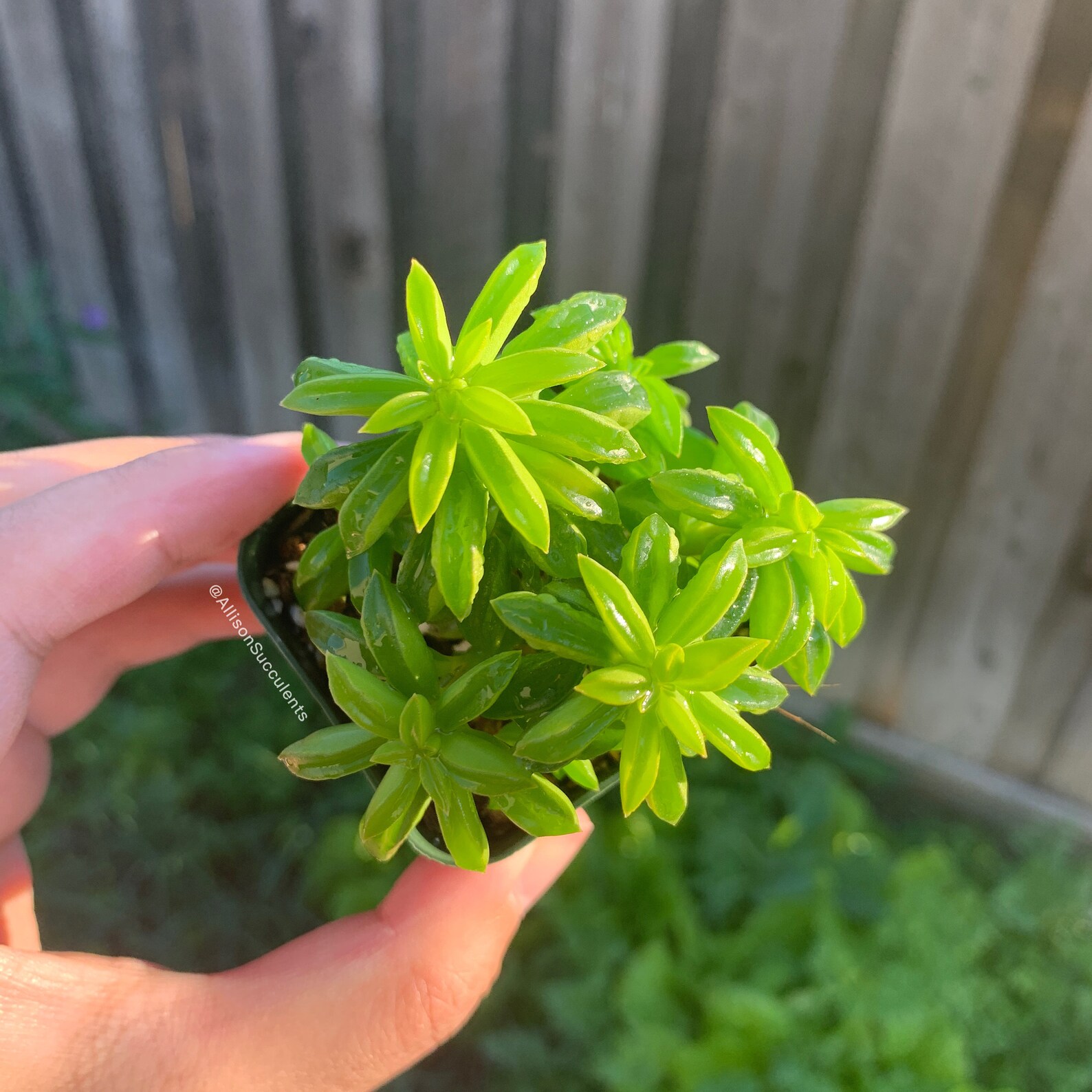 Peperomia Dolabriformis Prayer Pepper Succulents Plants - Etsy