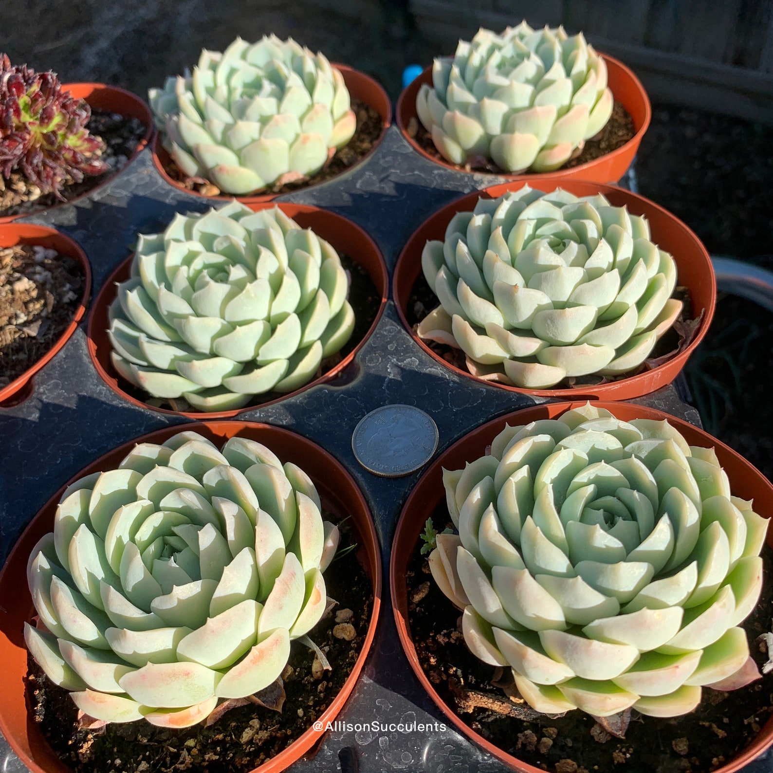 Echeveria Raspberry Ice Succulents Plant 4inch - Etsy