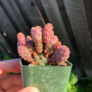 Opuntia Rufida Mini Cinnamon Cactus Plants - Etsy