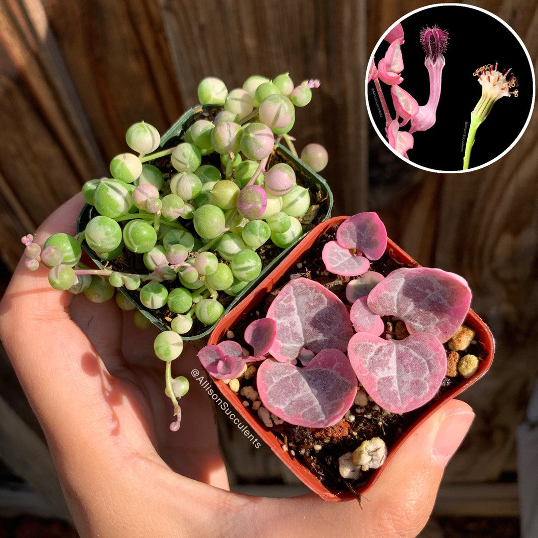 2 PCS Set Strings Plants (optional) | Variegated String of Hearts ...