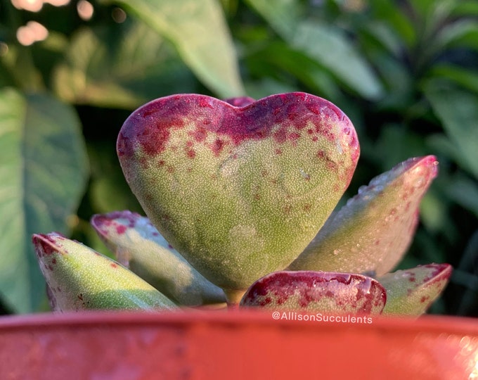 Adromischus Triflorus Calico Hearts Succulents Plants - 2 or 4 Inch Pot ...