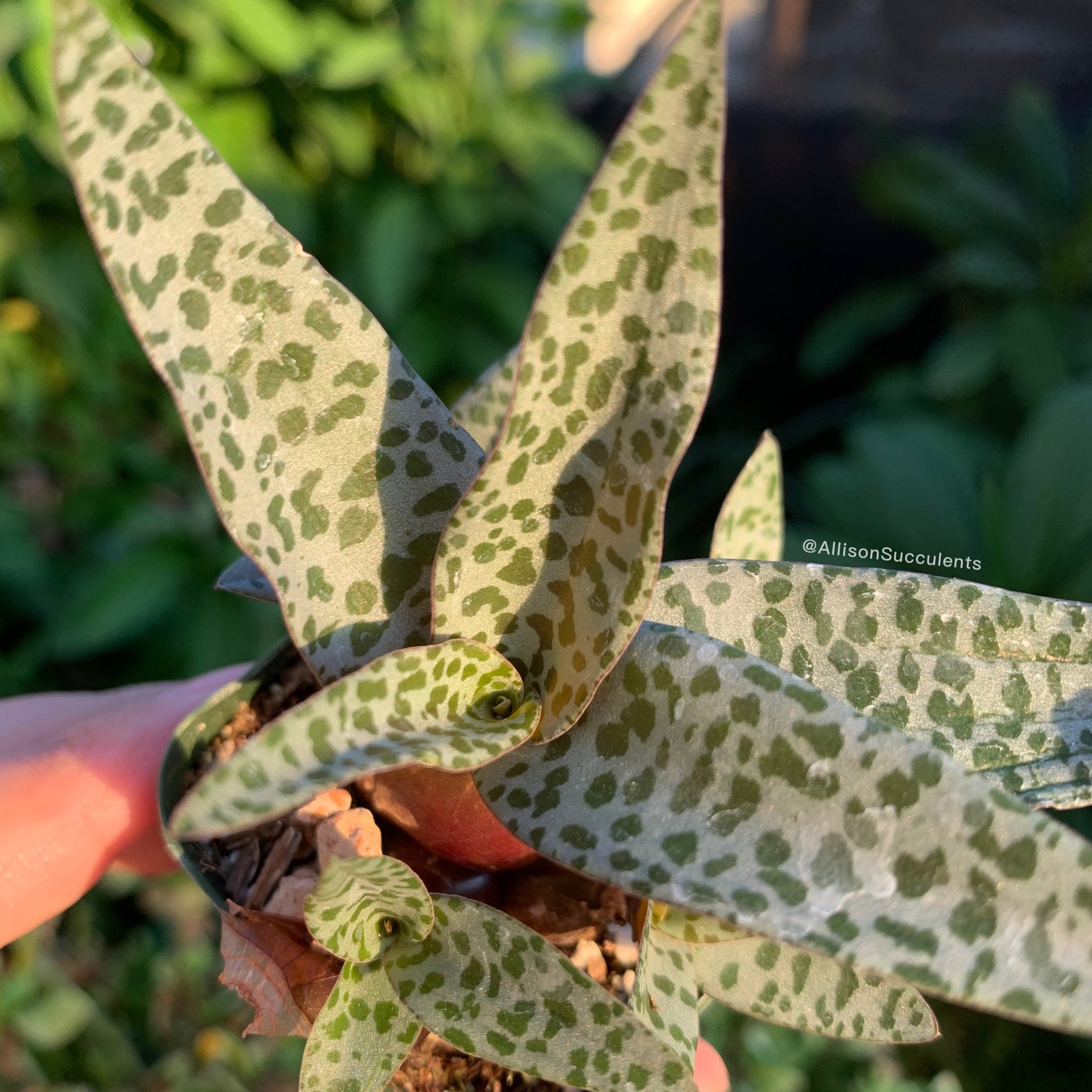 Ledebouria Socialis 'silver Squill' Plant 2inch - Etsy