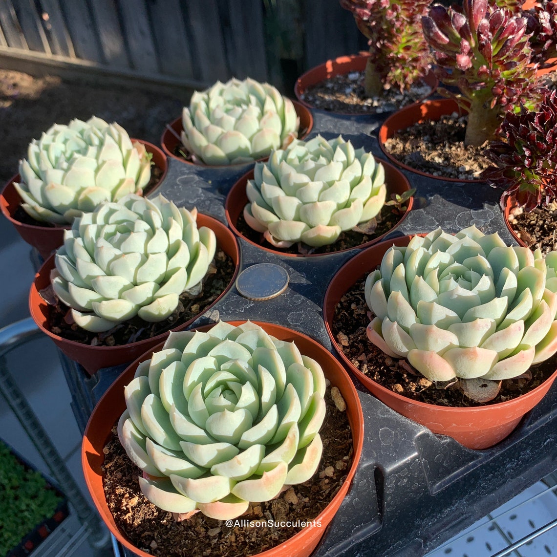Echeveria Raspberry Ice Succulents Plant 4inch - Etsy