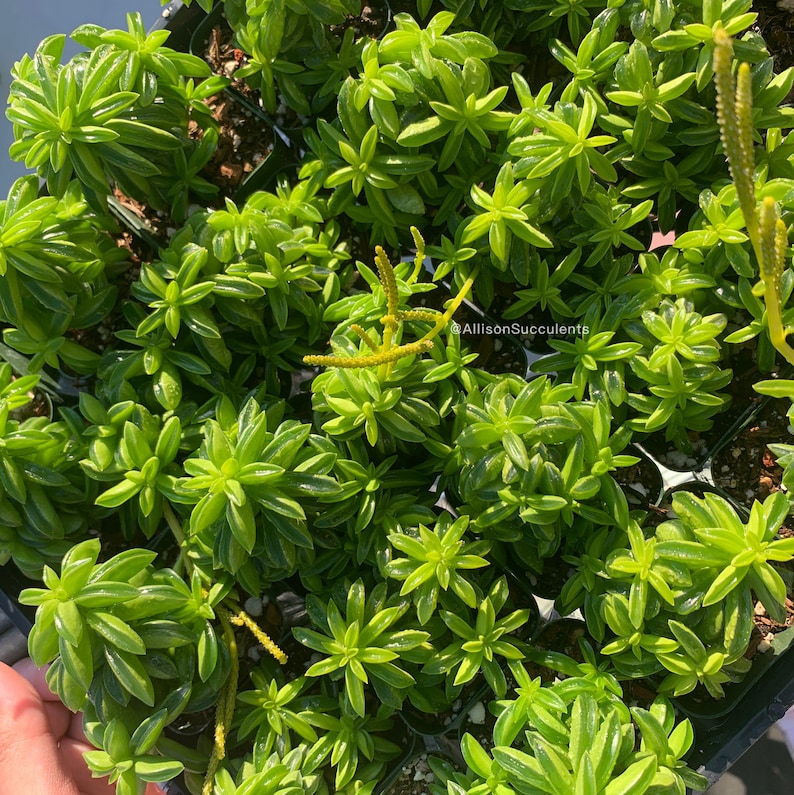 Peperomia Dolabriformis Prayer Pepper Succulents Plants - 2inch Pot - Etsy