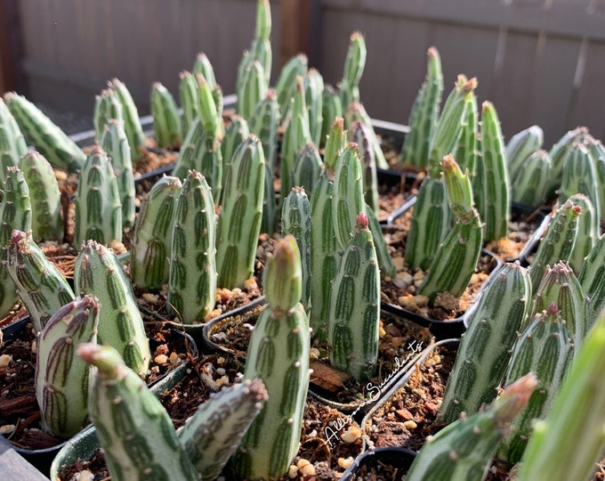 Senecio Pendulus Inch Worm Succulents Plants - 2 Inch - Etsy