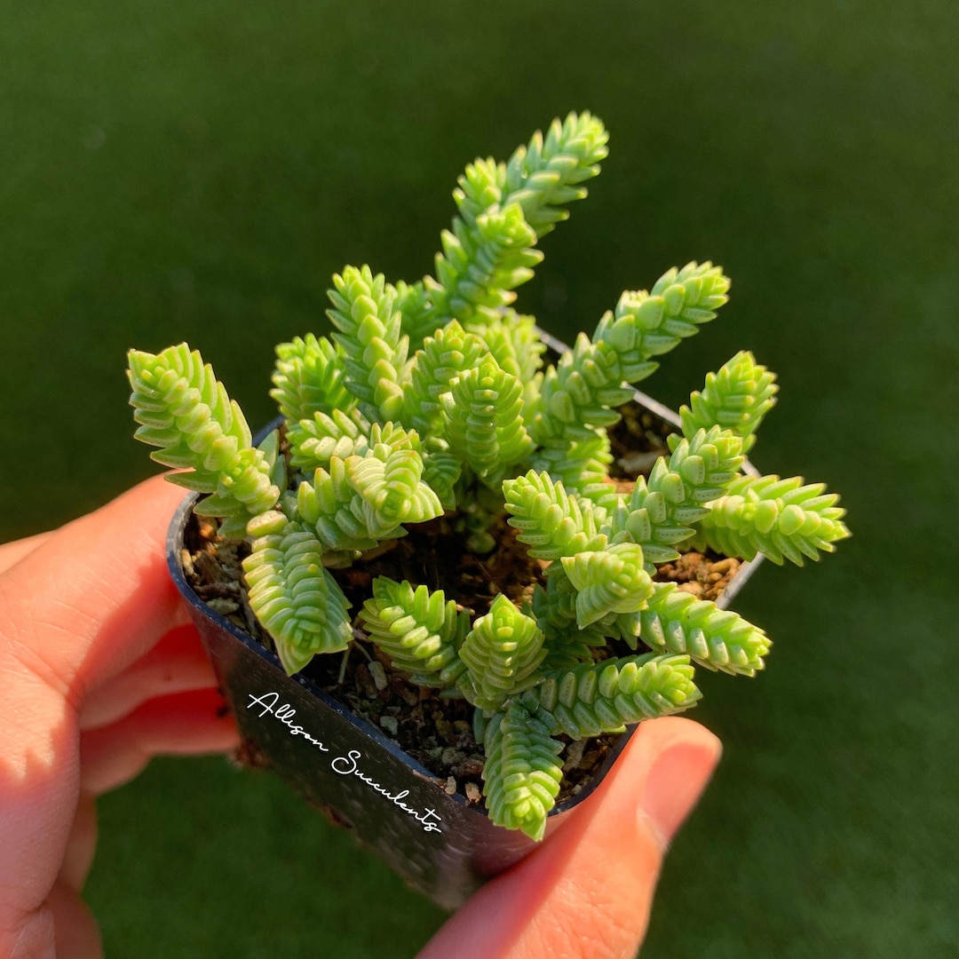 Crassula Muscosa Watch Chain Succulents Plants - 2 Inch Pot - Etsy