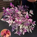 Bacopa Blutopia Seed/white Snowtopia or Pinktopia Hanging Basket ...
