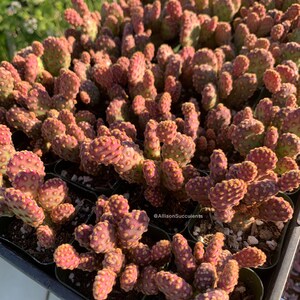 Opuntia Rufida Mini Cinnamon Cactus Plants - Etsy