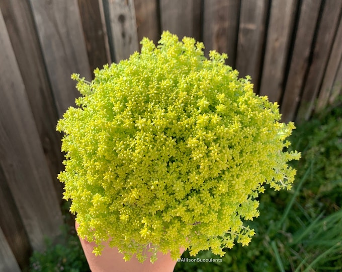 Full Sedum Japonicum Tokyo Sun Succulents Plants - 2 Inch or 4 Inch Pot ...