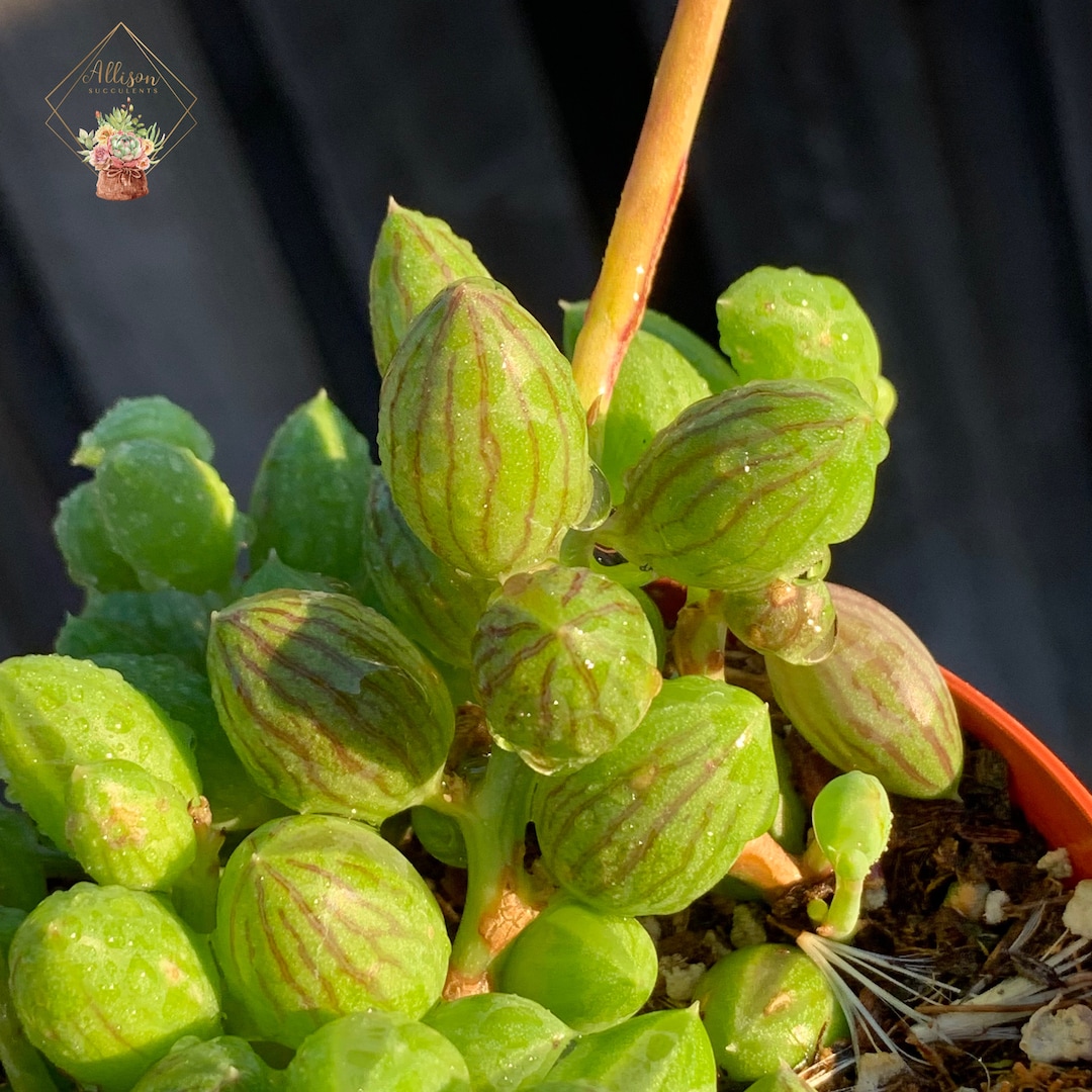 String of Watermelon | Succulents Plants (2 Inch or 4 Inch) - Etsy