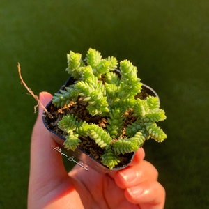 Crassula Muscosa Watch Chain Succulents Plants - 2 Inch Pot - Etsy
