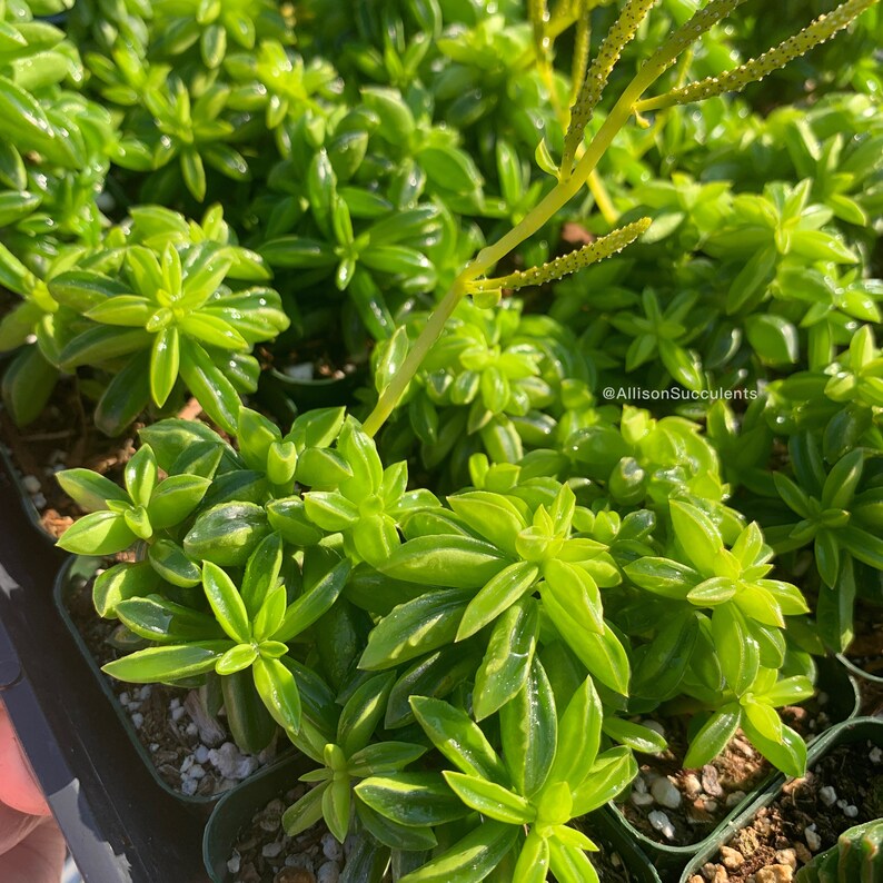 Peperomia Dolabriformis Prayer Pepper Succulents Plants - Etsy