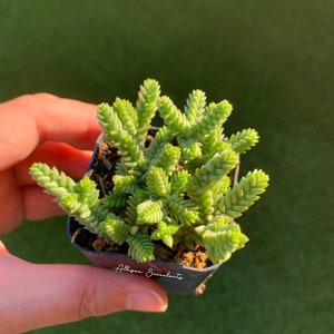 Crassula Muscosa Watch Chain Succulents Plants - 2 Inch Pot - Etsy