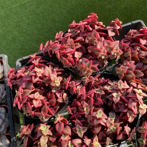 Variegata Crassula Marginalis Rubra Calico Kitten Succulents Plants - 2 ...