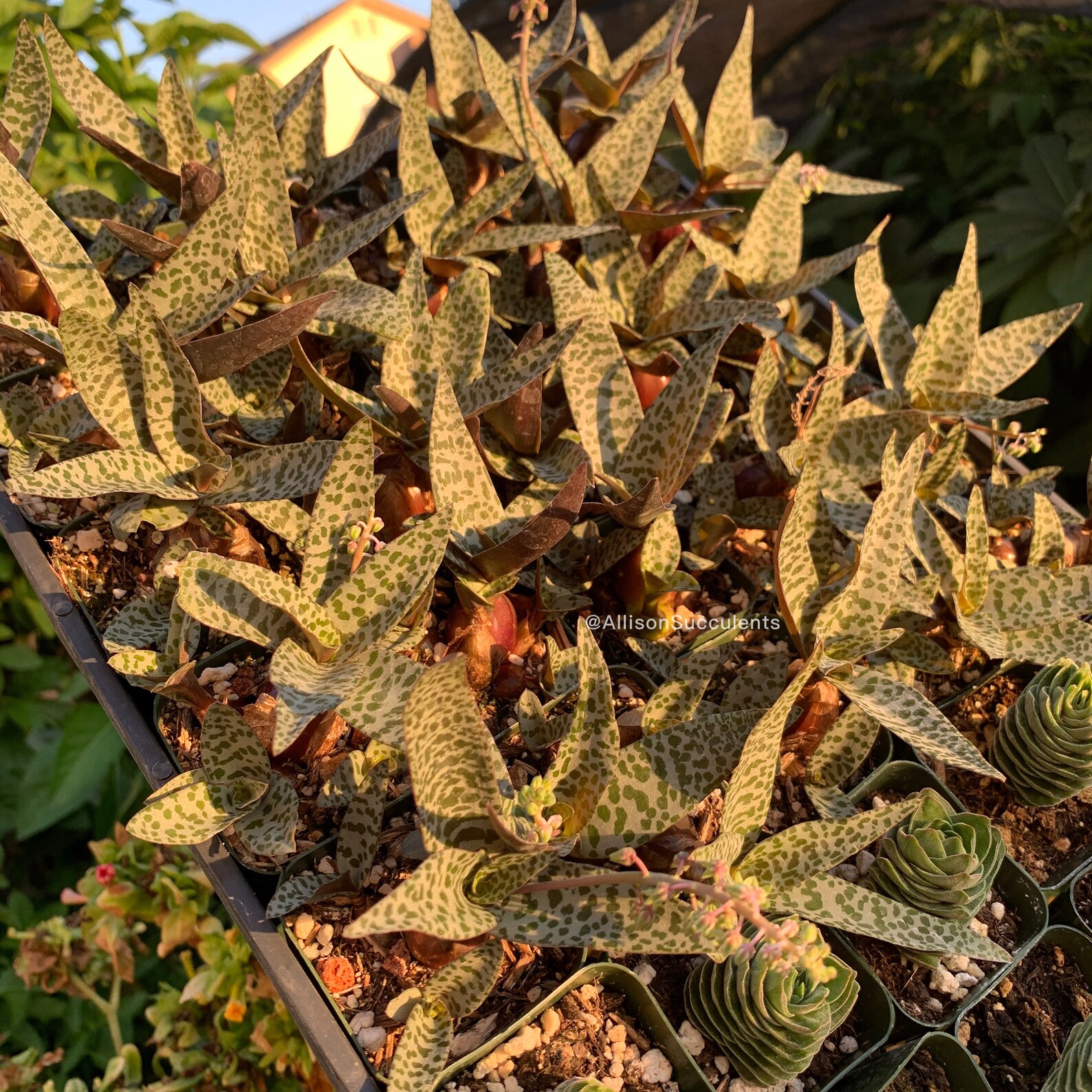 Ledebouria Socialis 'silver Squill' Plant 2inch - Etsy