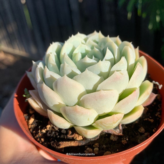 Echeveria Raspberry Ice Succulents Plant 4inch - Etsy