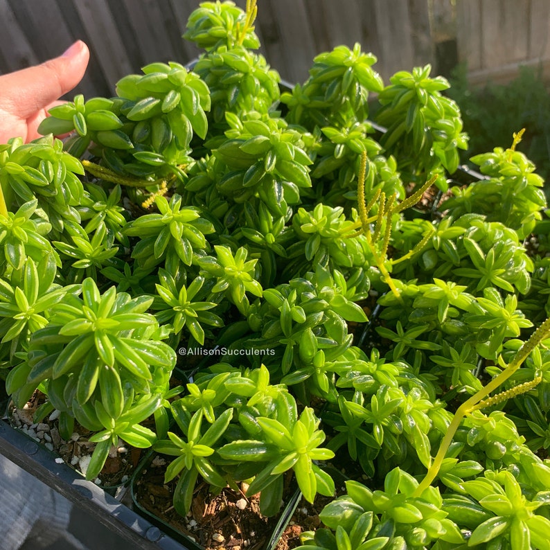 Peperomia Dolabriformis Prayer Pepper Succulents Plants - Etsy