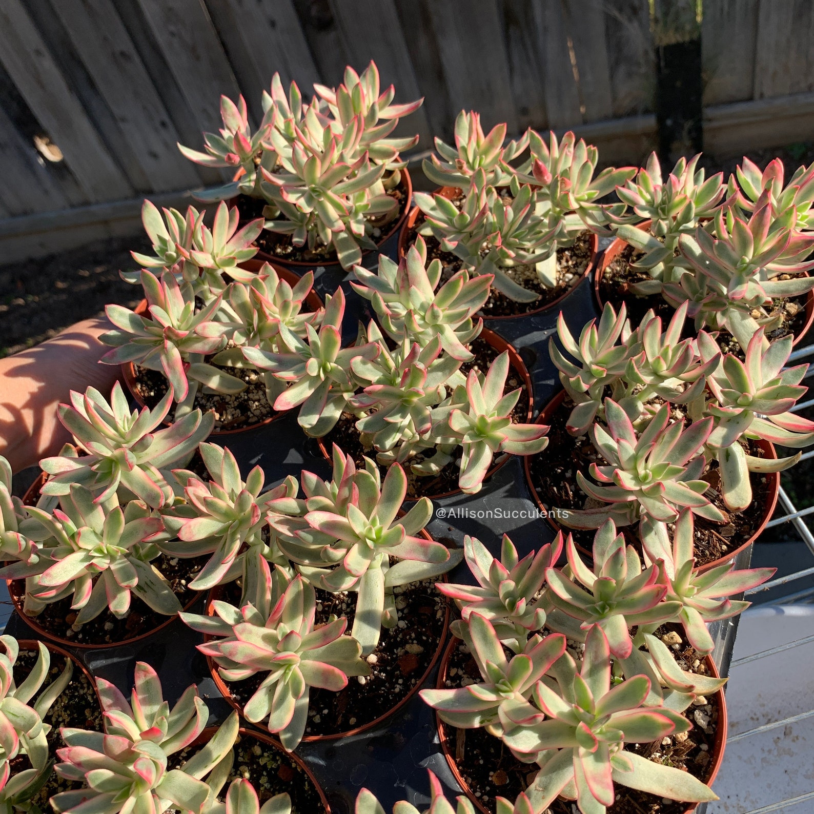 Variegated Crassula Rubricaulis 'candy Cane' 4inch - Etsy