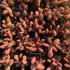 Opuntia Rufida Mini Cinnamon Cactus Plants - Etsy