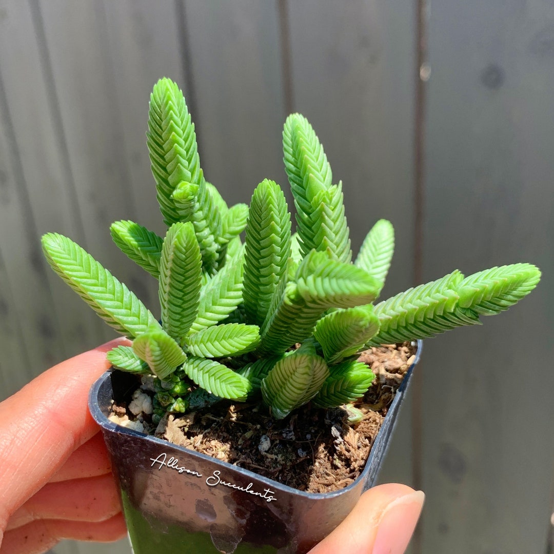 Crassula Imperialis Giant Watch Chain Succulents Plants - 2 Inch - Etsy