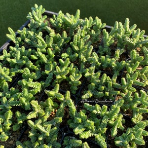Crassula Muscosa Watch Chain Succulents Plants - 2 Inch Pot - Etsy