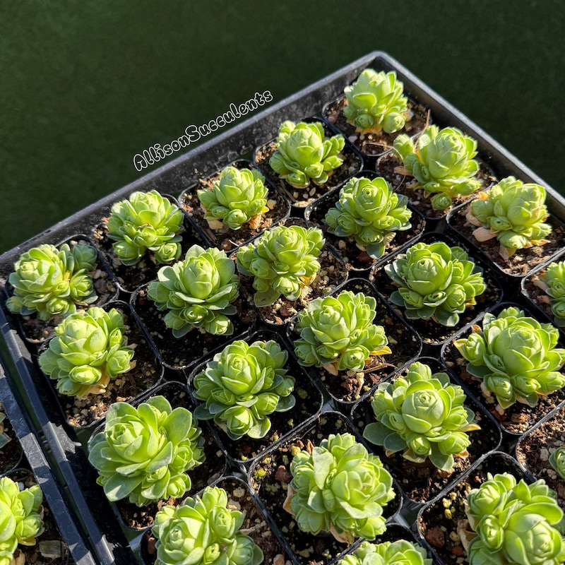 Mountain Rose Succulent - Etsy