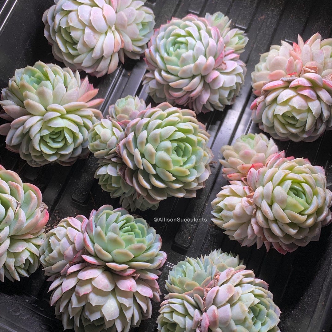 Echeveria Raspberry Ice Succulents Plant - 2 Inch or 4 Inch Pot - Etsy
