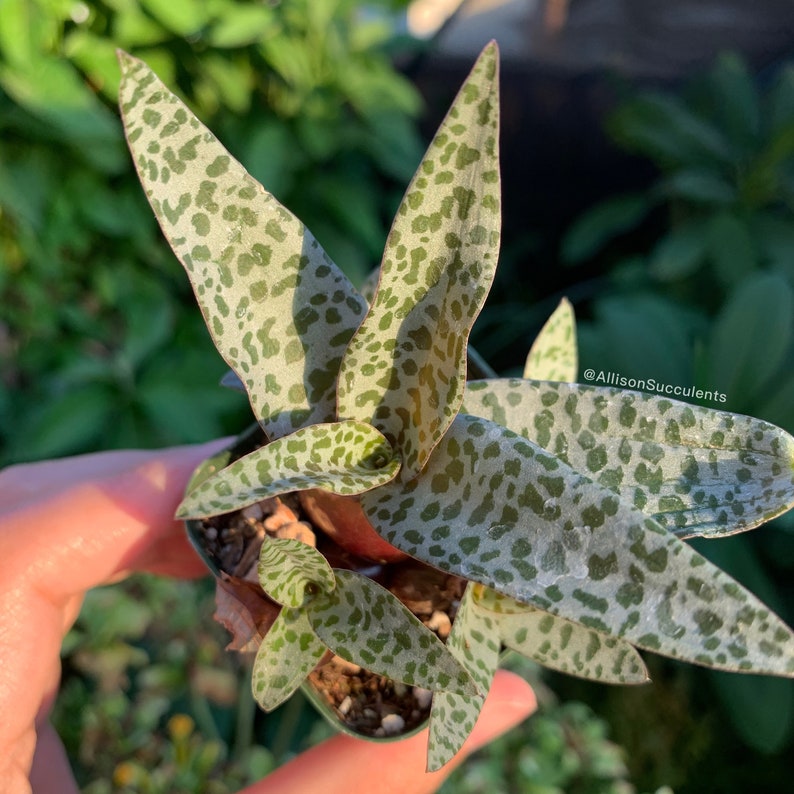 Ledebouria Socialis 'silver Squill' Plant 2inch - Etsy