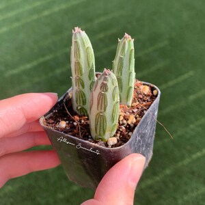 Senecio Pendulus Inch Worm Succulents Plants - 2 Inch - Etsy