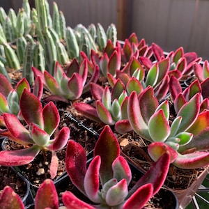 Fuzzy Echeveria Pulvinata Devotion Ruby Slippers Succulents Plants - 2 ...