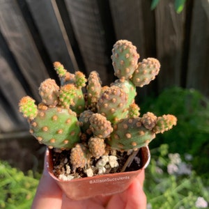 Opuntia Rufida Mini Cinnamon Cactus Plants - Etsy
