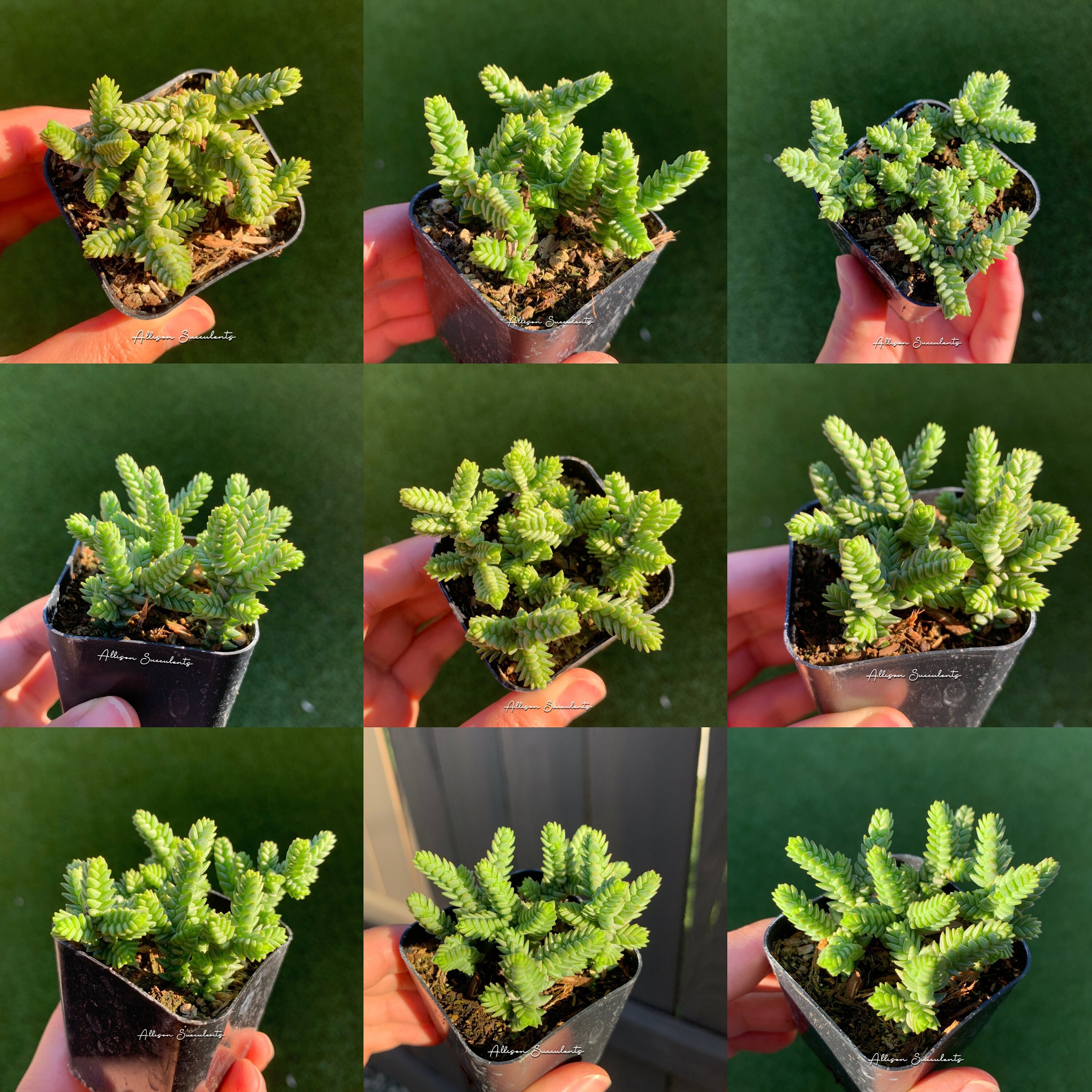 Crassula Muscosa Watch Chain Succulents Plants - 2 Inch Pot - Etsy