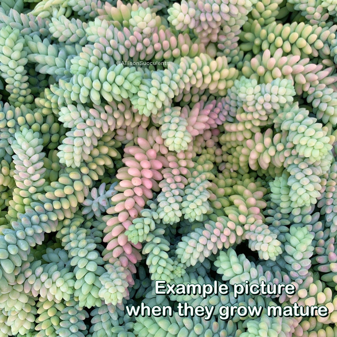 Sedum Burro Tail Succulent | Sedum Donkey Tail | Sedum Morganianum ...