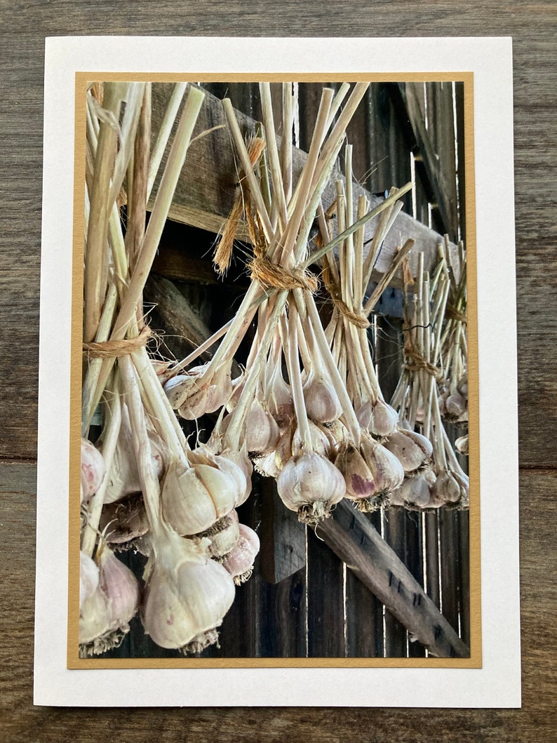 Garlic Greeting Card Handmade Photo Card Nature 5x7 Photo - Etsy