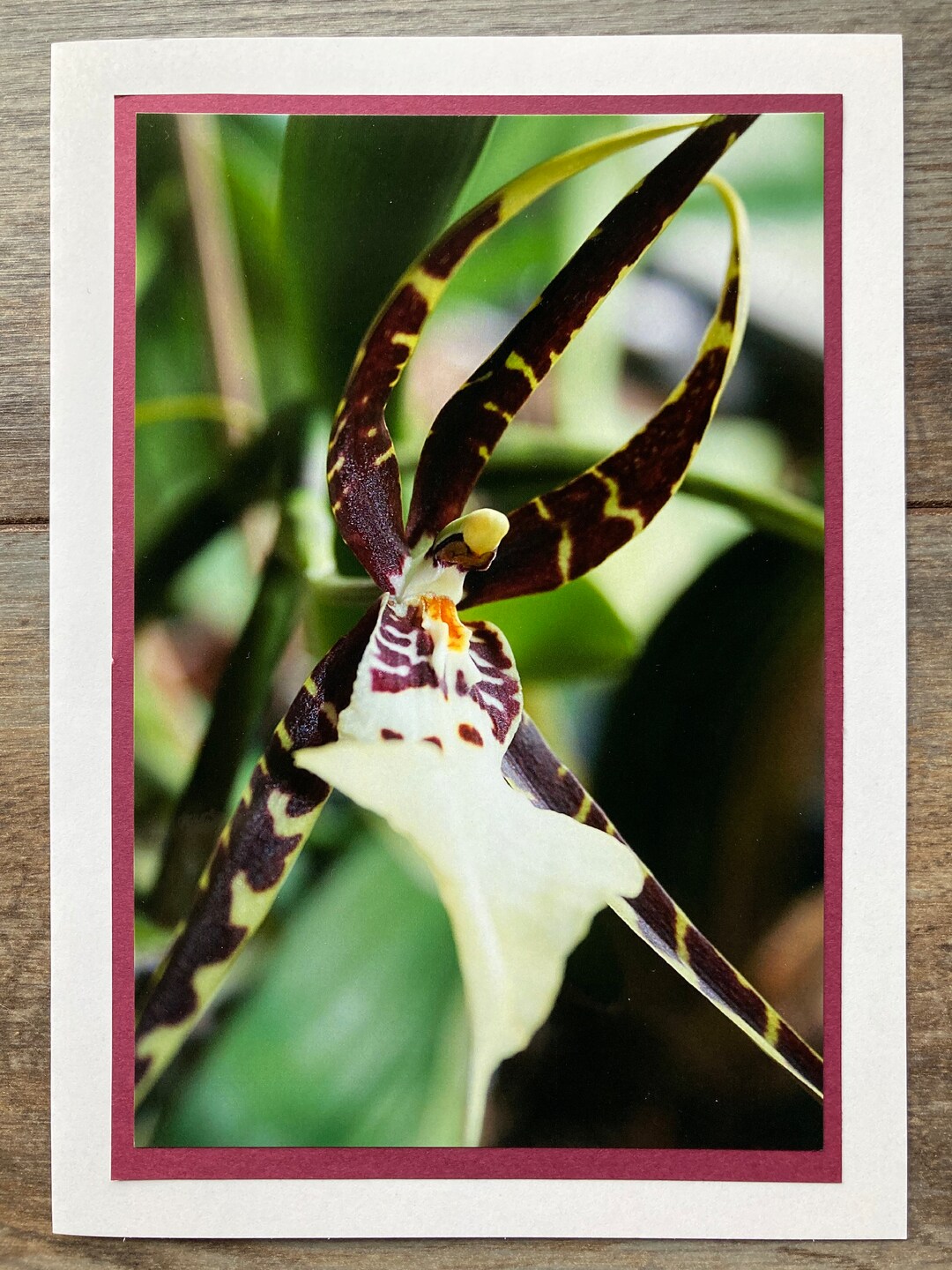 Orchid Greeting Card, Handmade Photo Card, Nature, 5x7 Photo Note Card ...