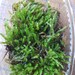 SPOON LEAVED Moss(bryondersonia Illecebra) - Etsy