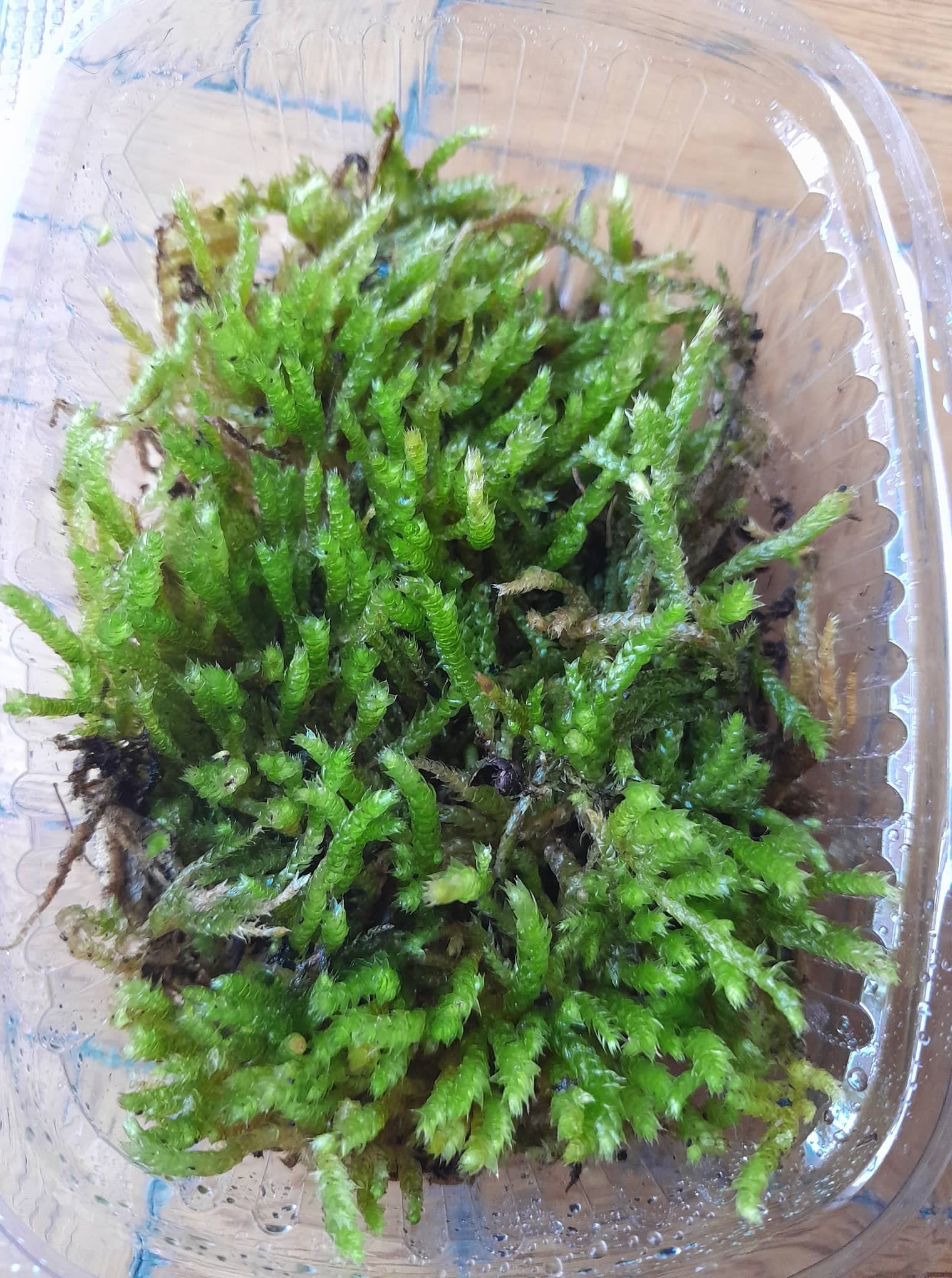 SPOON LEAVED Moss(bryondersonia Illecebra) - Etsy