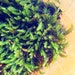 SPOON LEAVED Moss(bryondersonia Illecebra) - Etsy