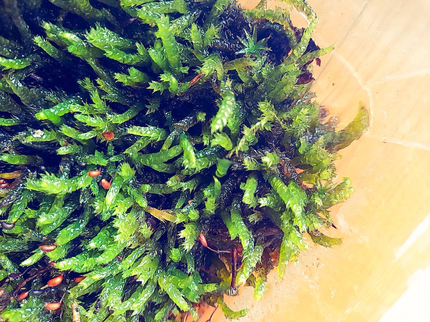 SPOON LEAVED Moss(bryondersonia Illecebra) - Etsy