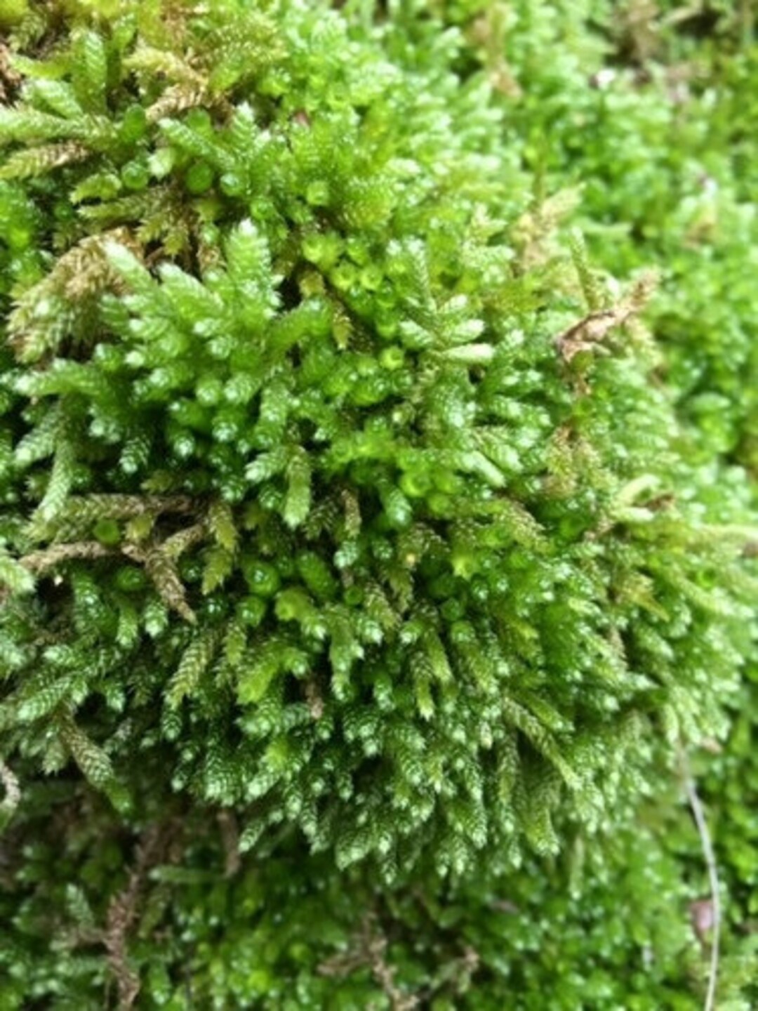SPOON LEAVED Moss(bryondersonia Illecebra) - Etsy