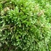 SPOON LEAVED Moss(bryondersonia Illecebra) - Etsy