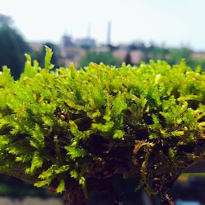 SPOON LEAVED Moss(bryondersonia Illecebra) - Etsy
