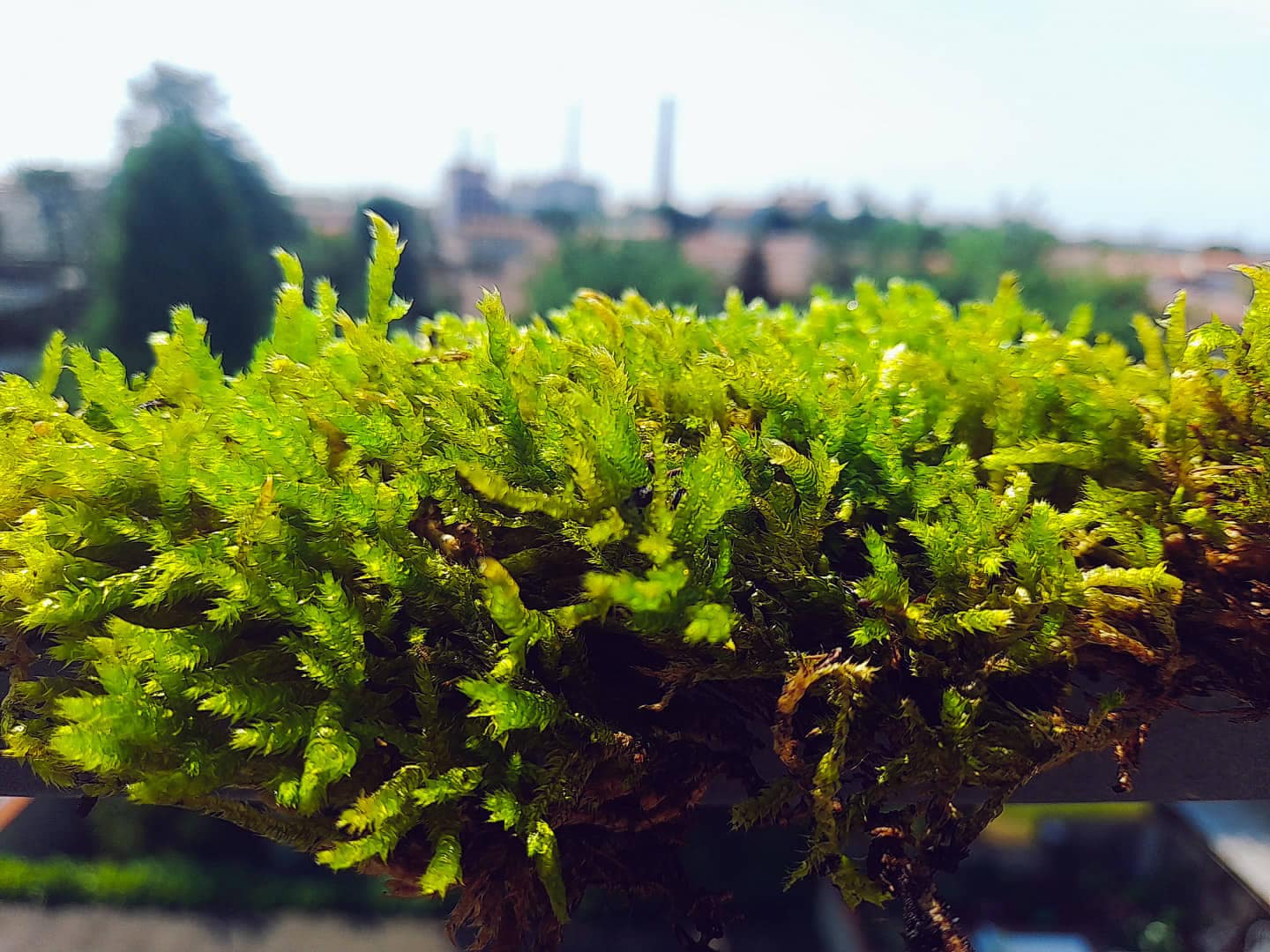 SPOON LEAVED Moss(bryondersonia Illecebra) - Etsy