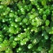 SPOON LEAVED Moss(bryondersonia Illecebra) - Etsy