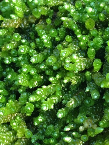 SPOON LEAVED Moss(bryondersonia Illecebra) - Etsy