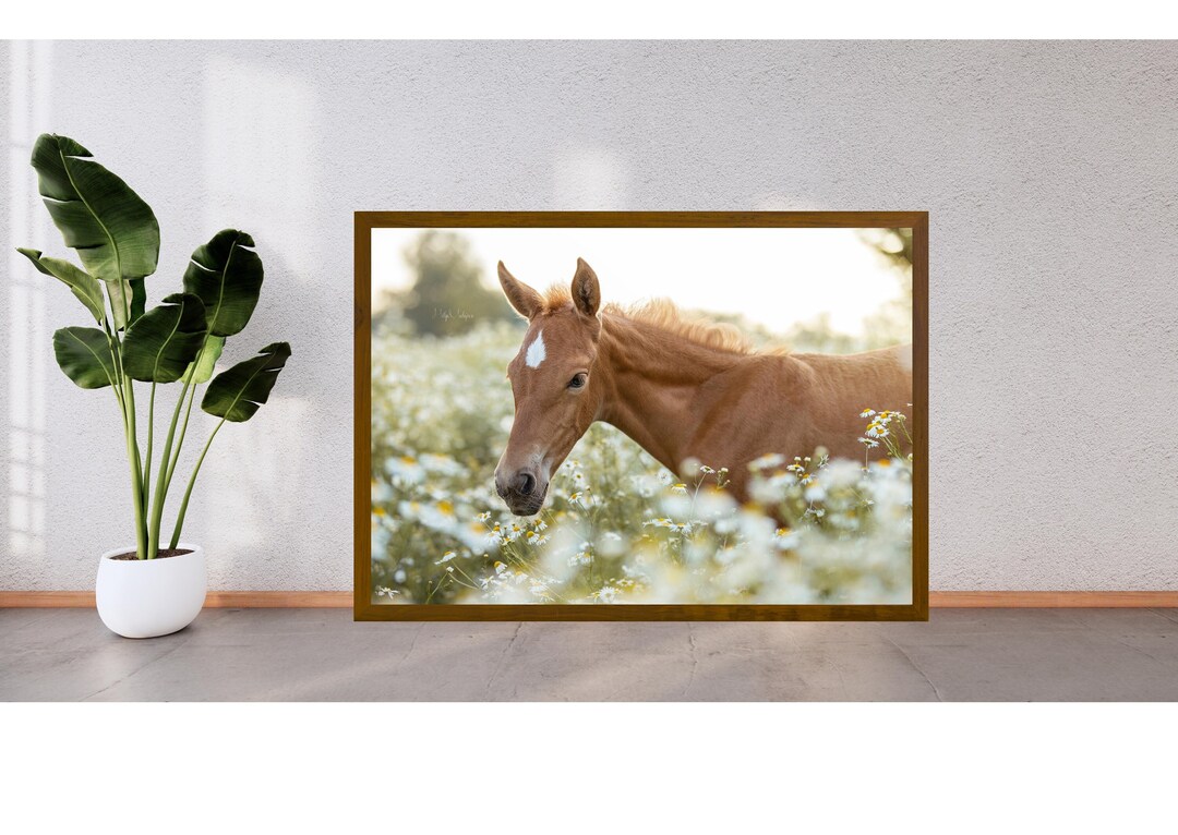 FREE SHIPPING Horse Print, Wall Decor, Equine Poster, Foal Picture ...