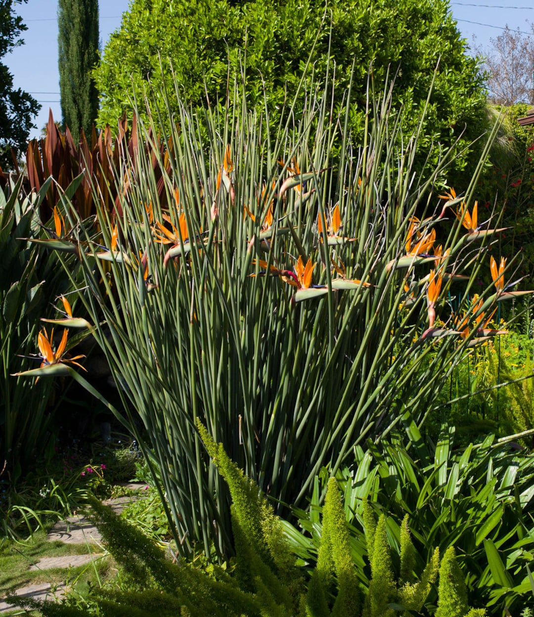 LEAFLESS Bird of Paradise STRELITZIA Juncea! Super Rare! REAL Starter ...