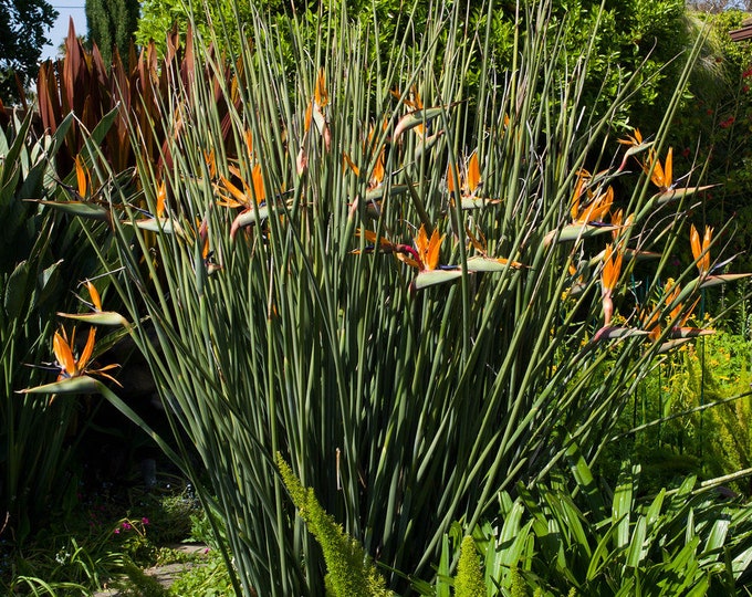 RARE Strelitzia Juncea - Strap Leaf Bird of Paradise. 10” Pot Actual ...