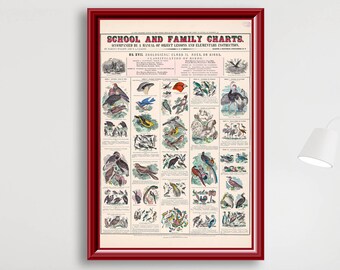 Animal Classification Poster - Etsy