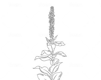 Hand Designed Plantain Colouring Page - Unique Plantain Design ...